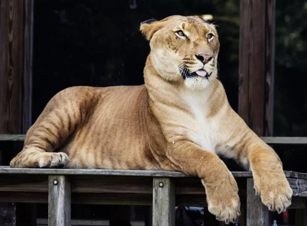 ¿Qué es un ligre? Descubre las características de esta fascinante ...