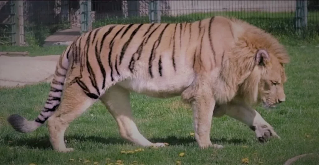 ¿Qué es un ligre? Descubre las características de esta fascinante ...