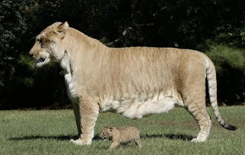 ¿Qué es un ligre? Descubre las características de esta fascinante ...