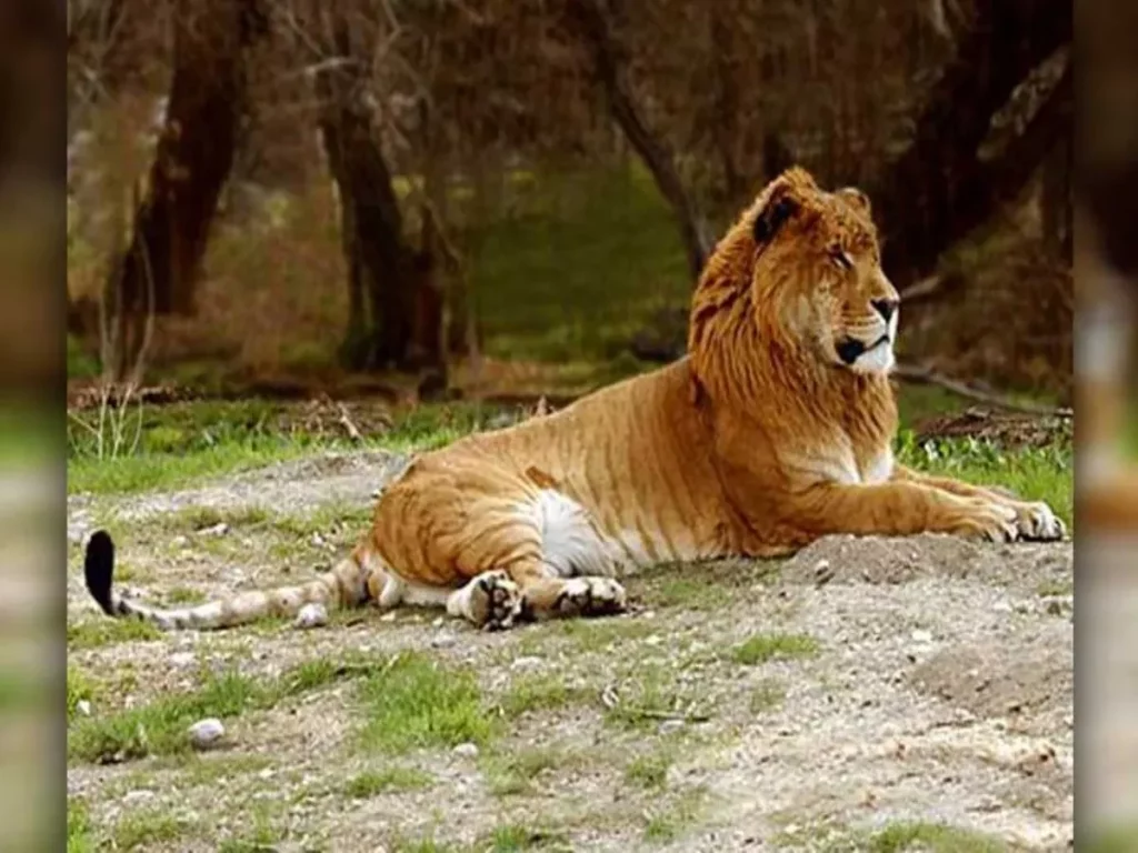 ¿Qué es un ligre? Descubre las características de esta fascinante ...